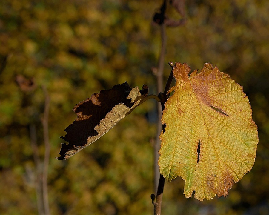 Leaf Discolored Fall Autumn - Free photo on Pixabay - Pixabay