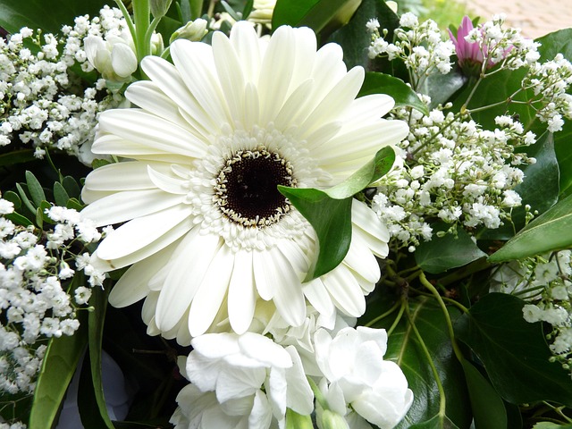 White Gerbera Blossom - Free photo on Pixabay - Pixabay