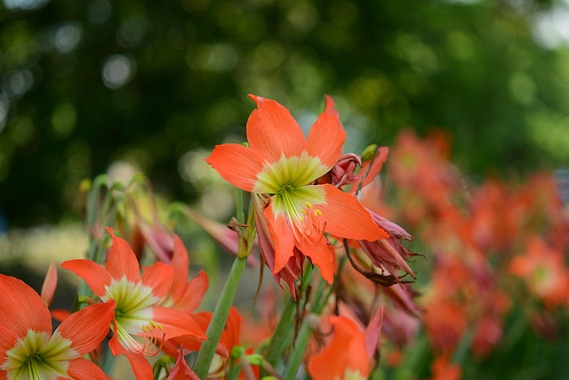 Tulipano Flora Giardino - Foto gratis su Pixabay