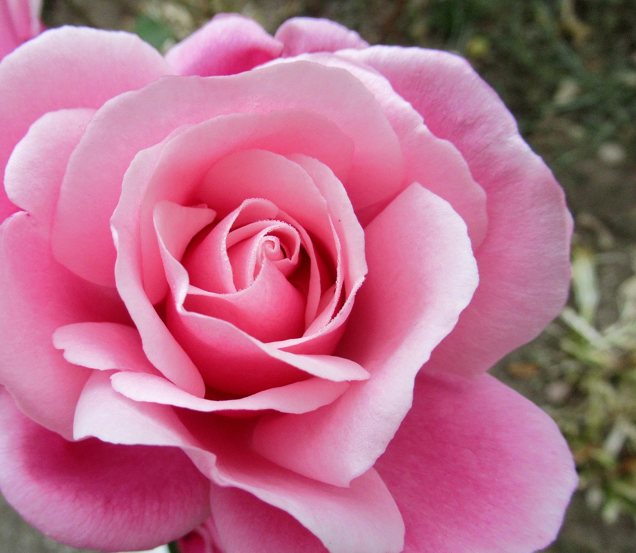 Herbst Rose - Kostenloses Foto auf Pixabay