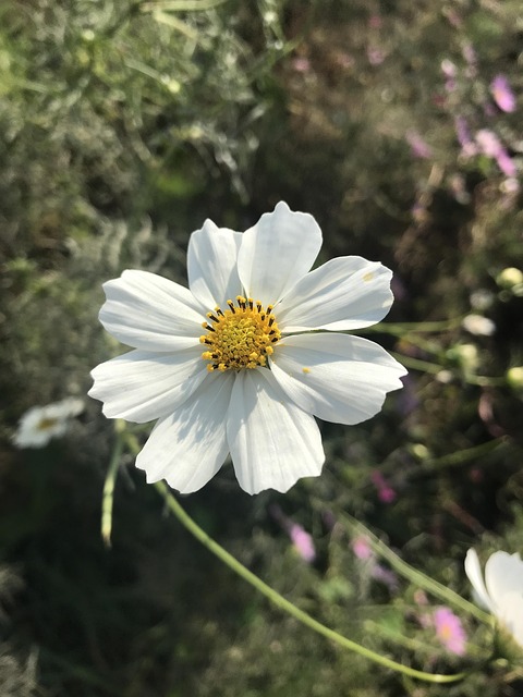 Bunga Musim Gugur Cosmos - Foto gratis di Pixabay - Pixabay