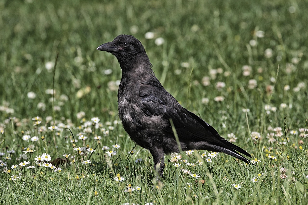 Burung Gagak - Foto gratis di Pixabay - Pixabay