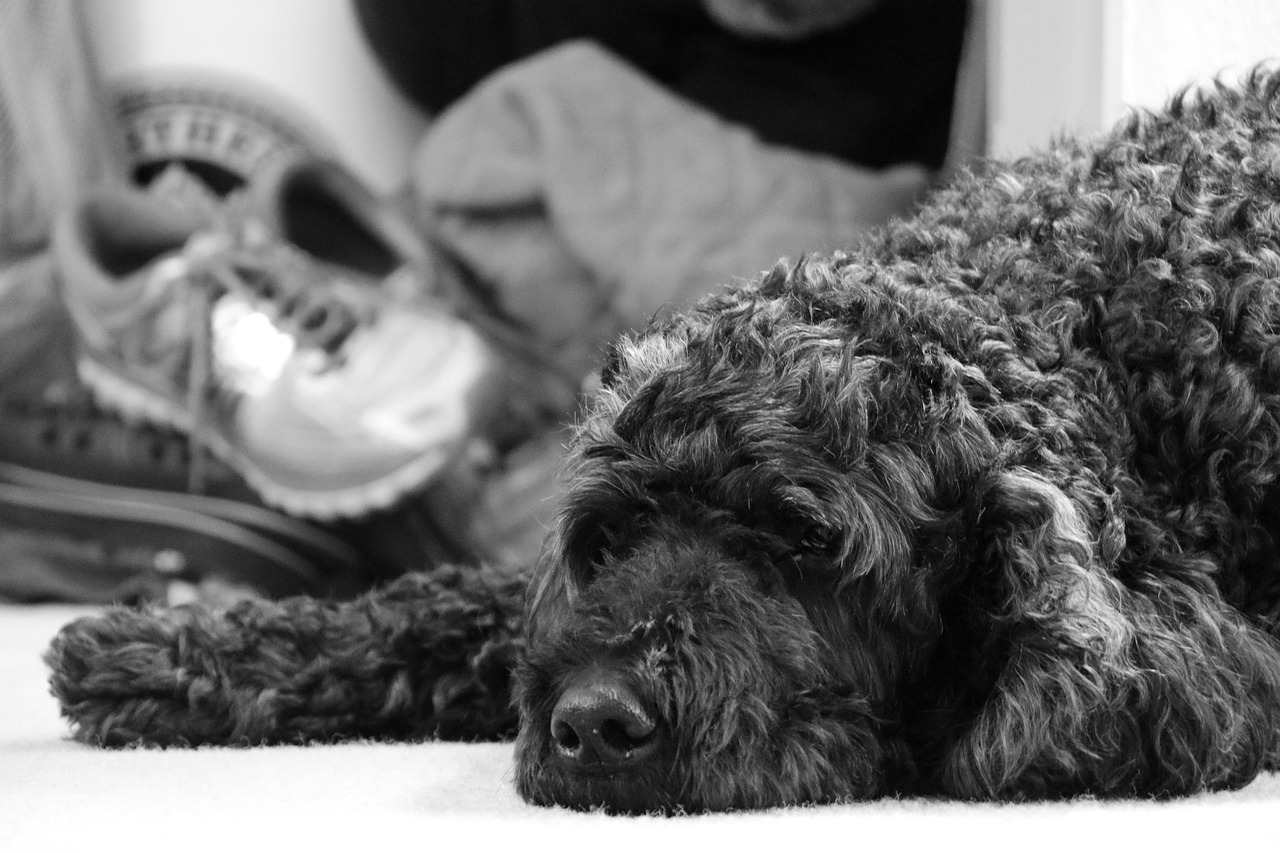 Dog Sad Pout - Free photo on Pixabay