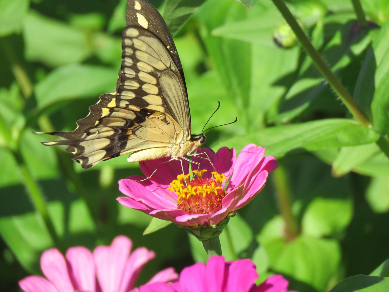 Mariposa De Cerca Flores Rosadas - Foto gratis en Pixabay - Pixabay