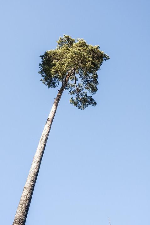 Palms Of The North Pine Conifer - Free photo on Pixabay - Pixabay