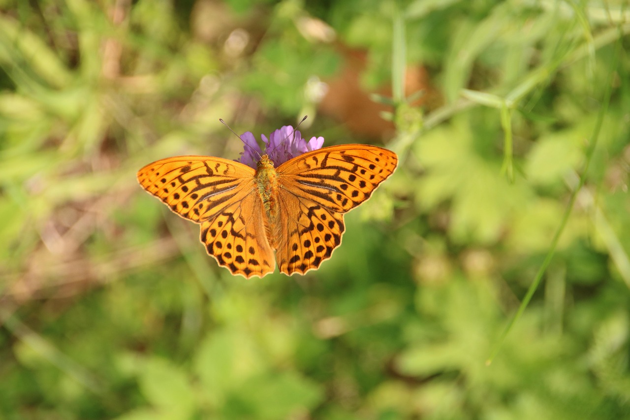 Butterfly Summer Nature - Free photo on Pixabay - Pixabay