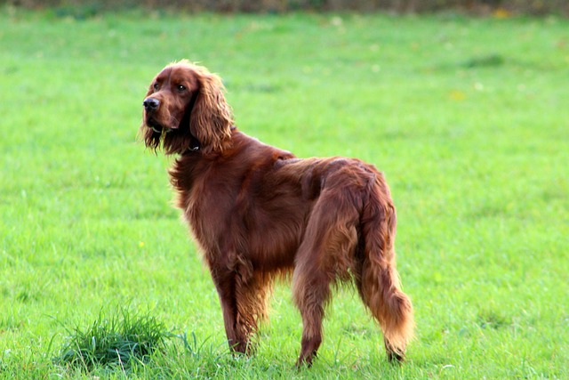Setter Rojo Perro Mascota - Foto gratis en Pixabay - Pixabay