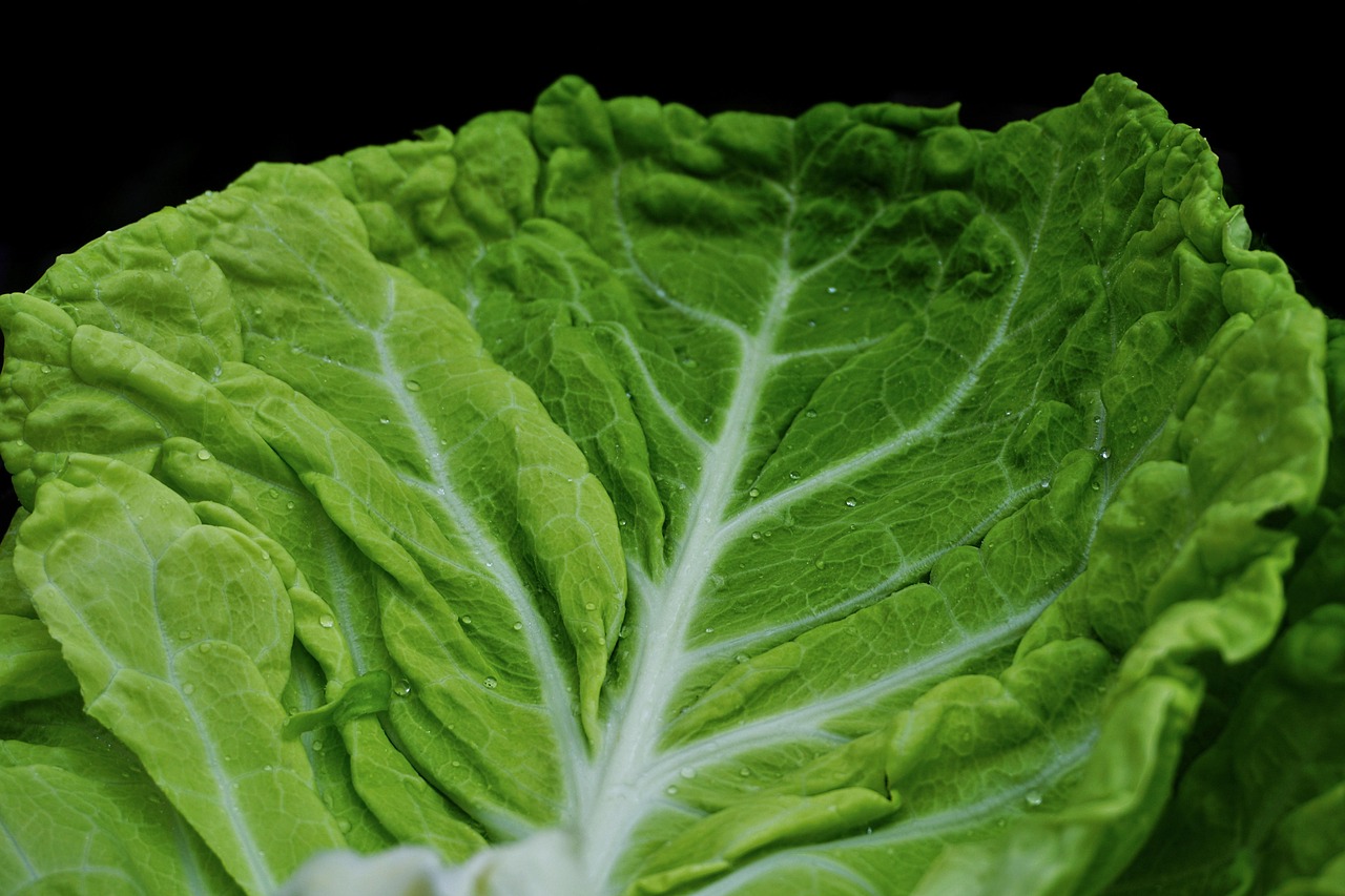Savoy Green Cabbage - Free photo on Pixabay - Pixabay
