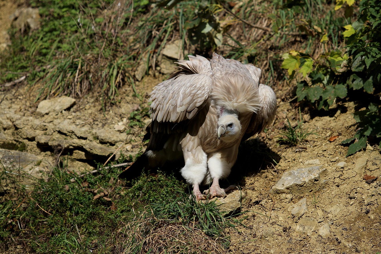 Vulture Griffon Scavenger - Free photo on Pixabay