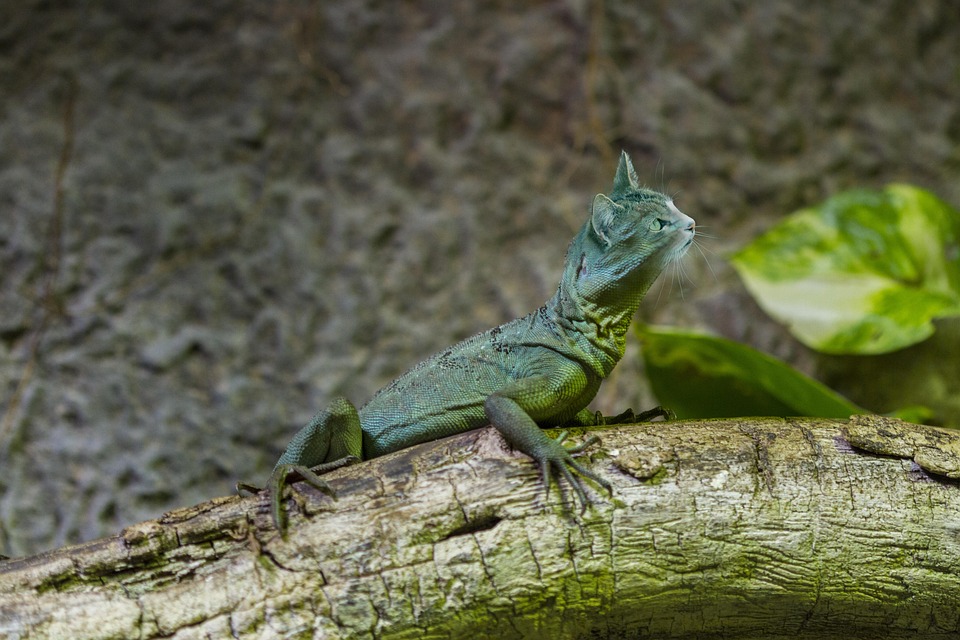 Animal Hybrid Lizard Basilisk - Free photo on Pixabay - Pixabay