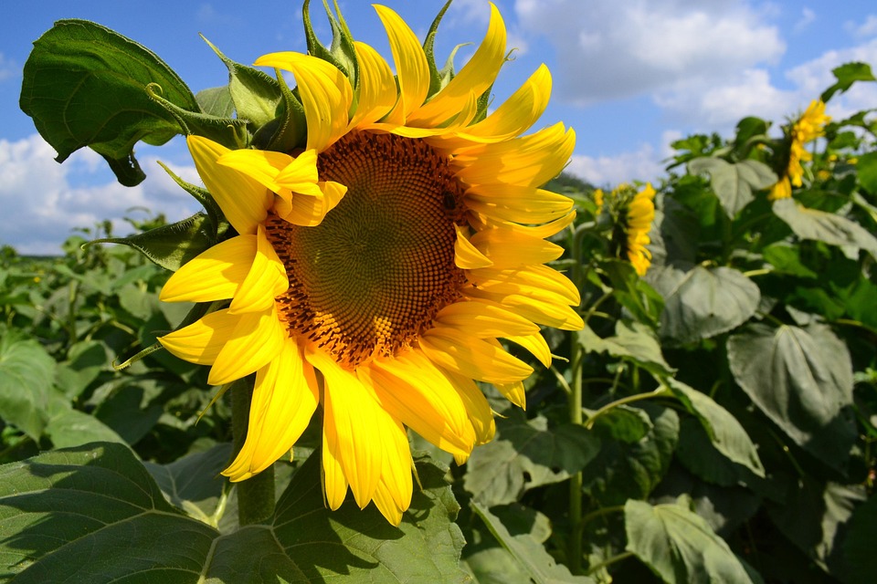 Flor Girasol Occidental De Nghe An - Foto gratis en Pixabay - Pixabay