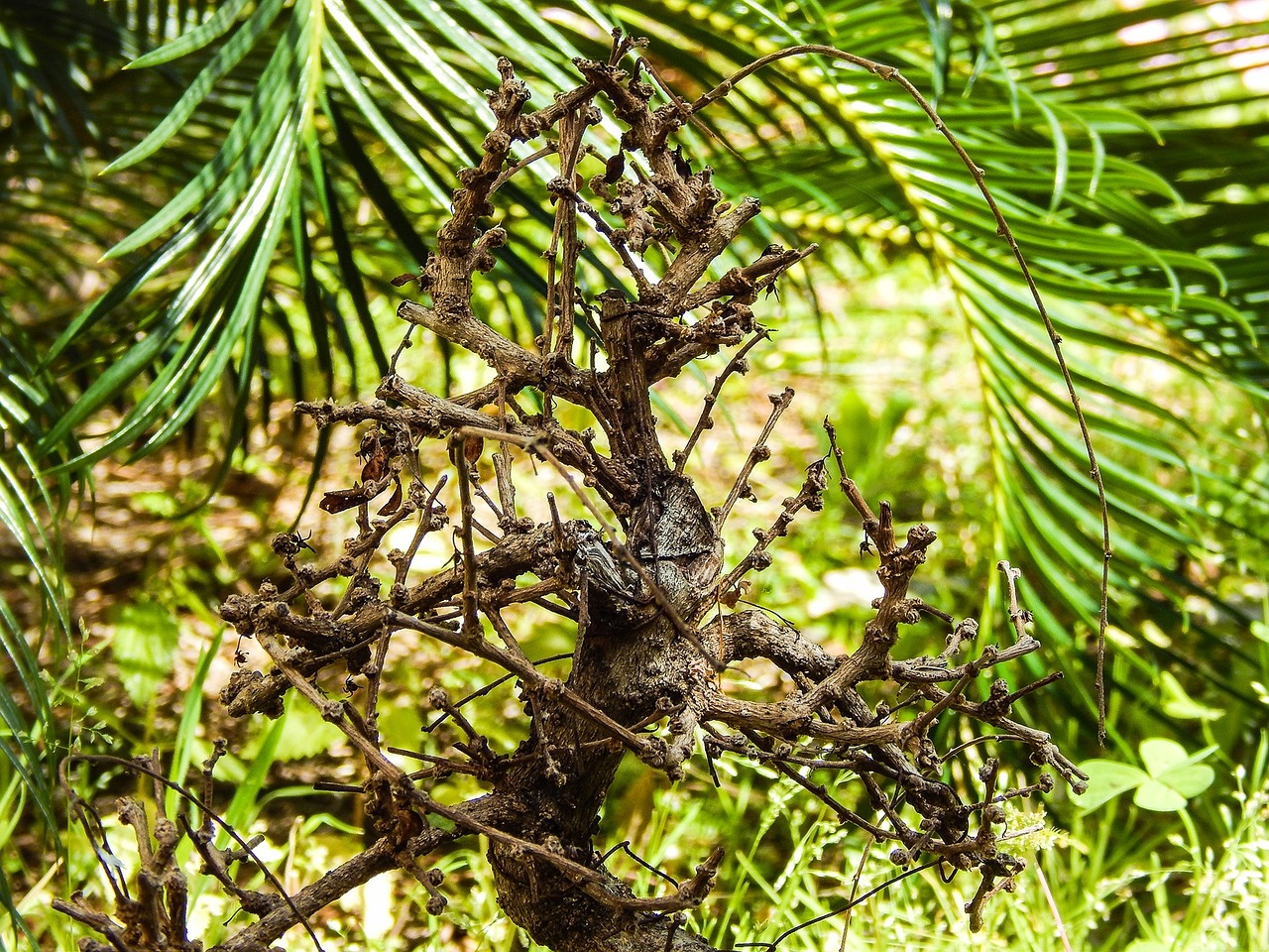 Stillleben Trockene Zweig Stamm - Kostenloses Foto auf Pixabay - Pixabay