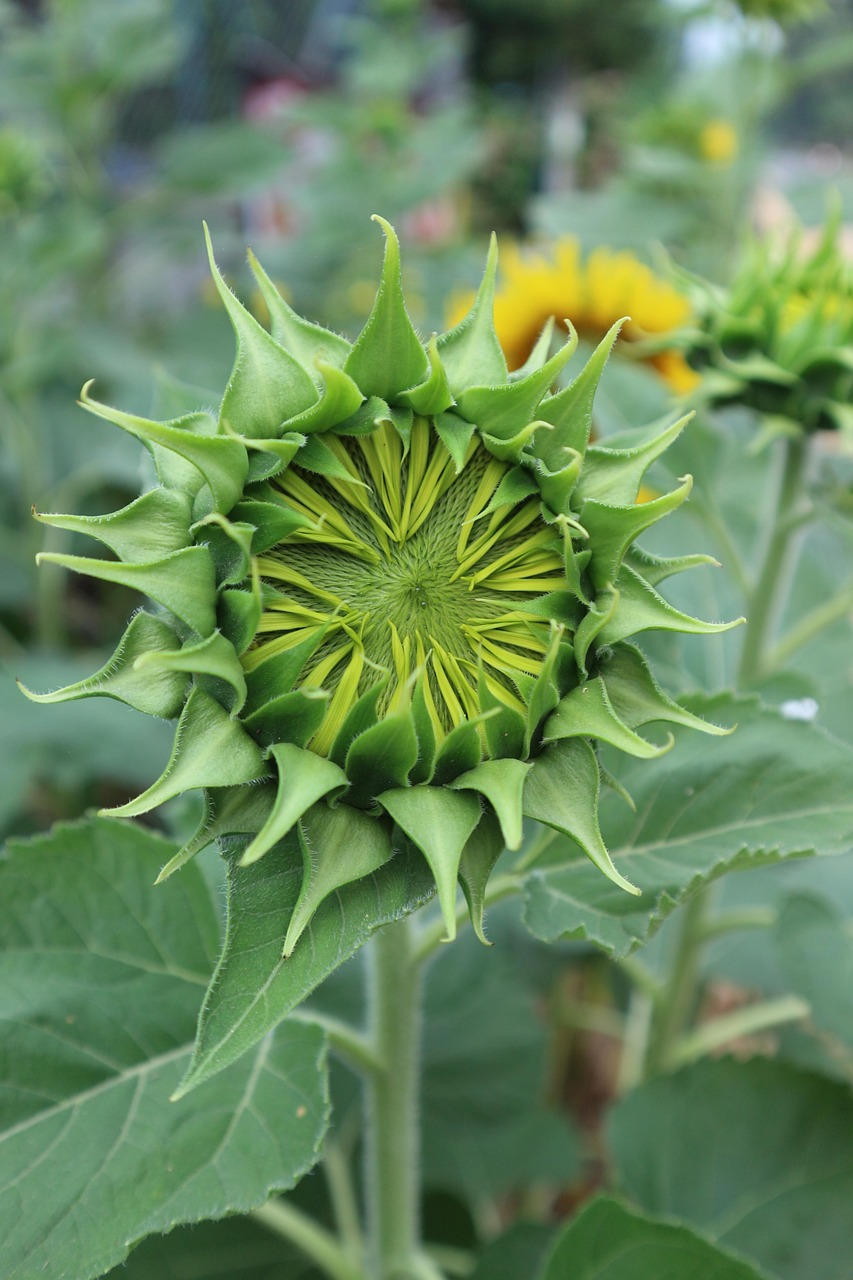 Page 8 - 10,000+ Sunflower Images & Pictures [HD] - Pixabay