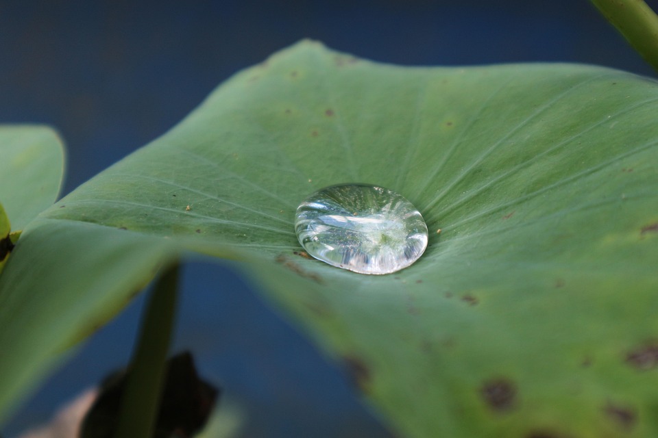 Feuille De Lotus Rosée - Photo gratuite sur Pixabay - Pixabay