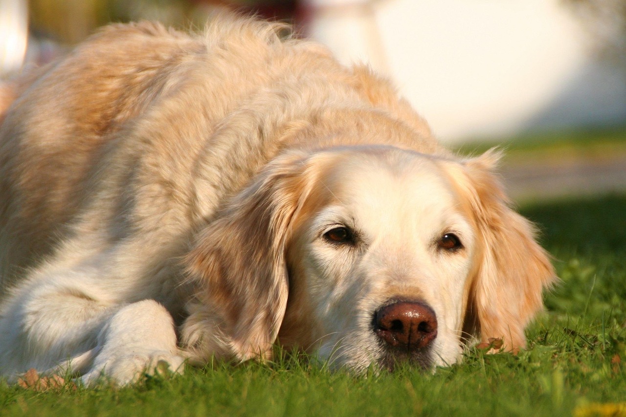 Cachorro Focinho Animal Doméstico - Foto gratuita no Pixabay - Pixabay