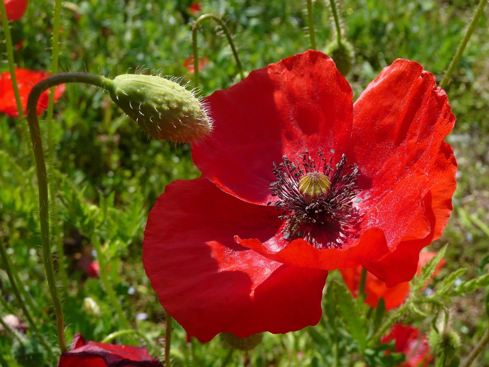Poppy Field Red - Free photo on Pixabay - Pixabay