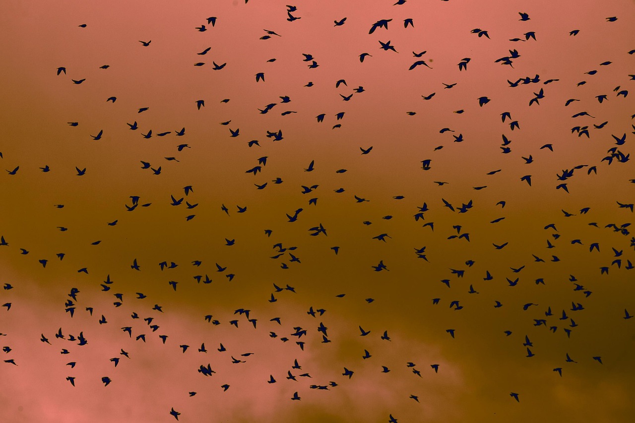 Aves Cielo Colores - Foto gratis en Pixabay - Pixabay