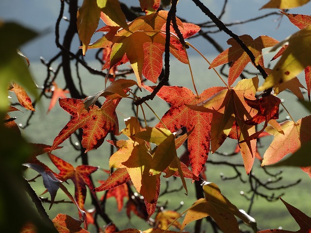 Feuilles D'Automne Automne Saison - Photo gratuite sur Pixabay - Pixabay