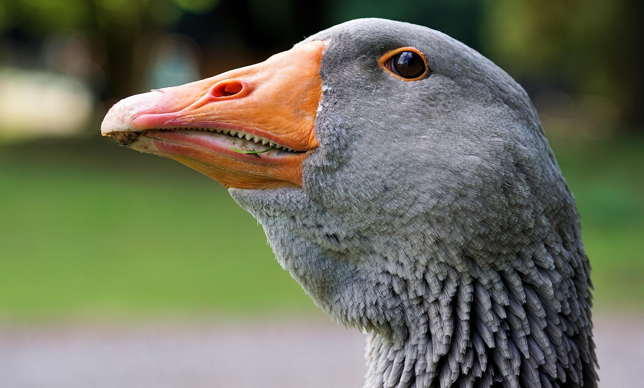 Angsa Wild Goose Burung - Foto gratis di Pixabay - Pixabay