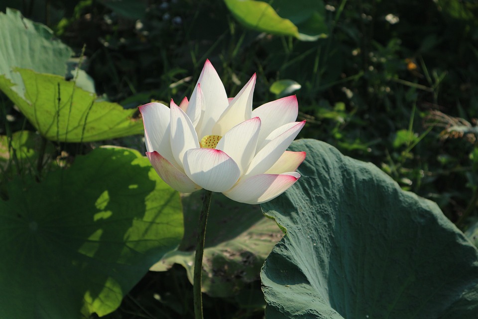 Flower Lotus Colored - Free photo on Pixabay