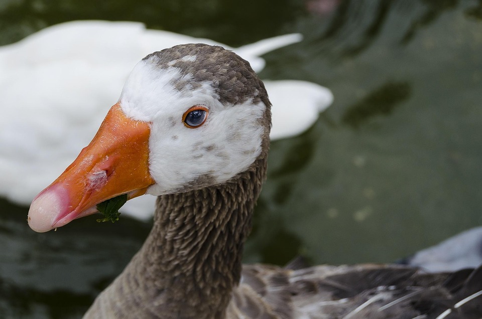 Animal Naturaleza Pico - Foto gratis en Pixabay - Pixabay