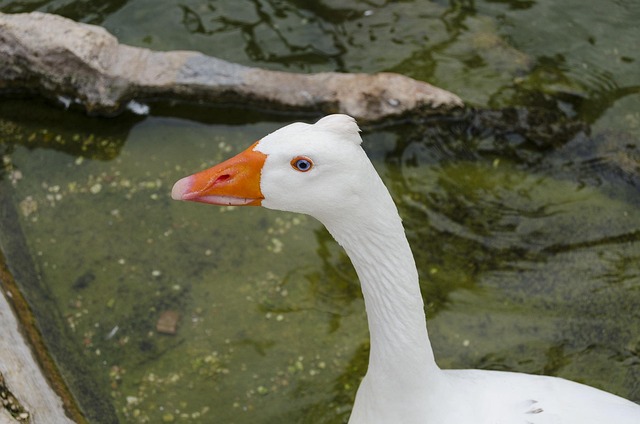 Animal Naturaleza Pico - Foto gratis en Pixabay - Pixabay