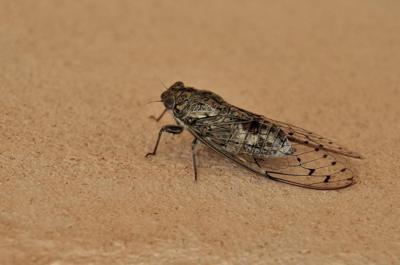 Más de 70 imágenes gratis de Chicharra y Insecto - Pixabay