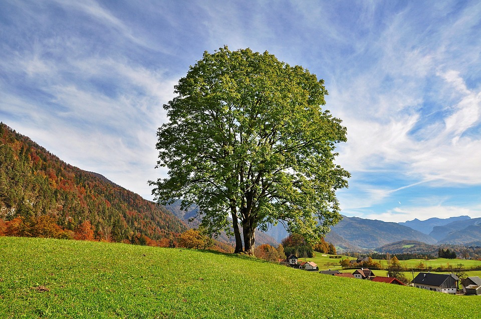 Baum Himmel Natur - Kostenloses Foto auf Pixabay