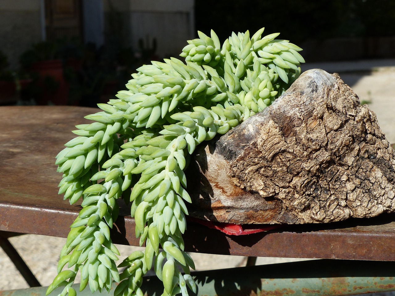 Plante Succulente Plantes Grasses - Photo gratuite sur Pixabay - Pixabay