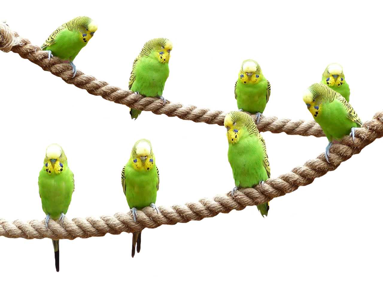 1,000+ Free Parakeets & Nature Images - Pixabay