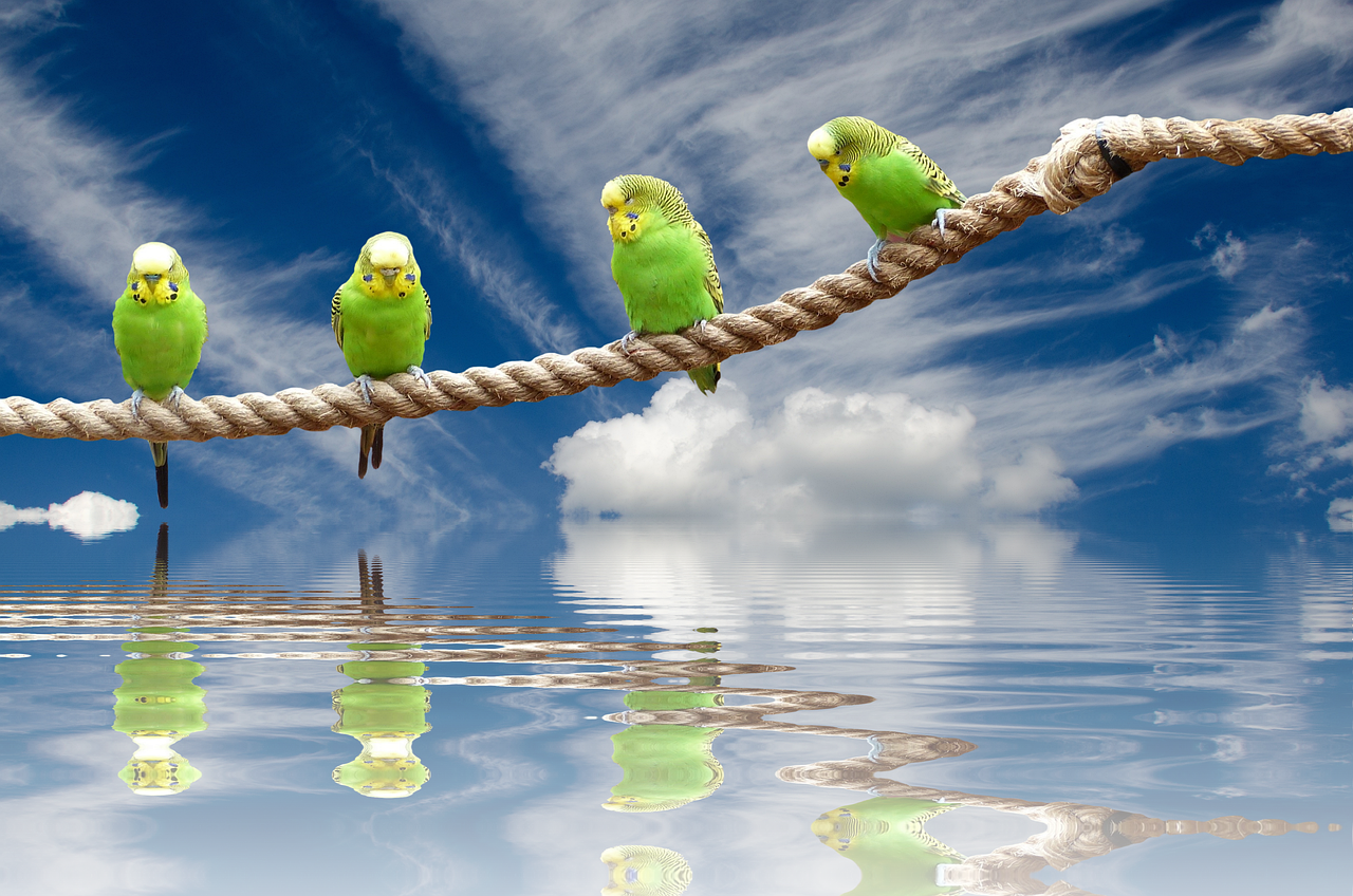 1,000+ Free Parakeet & Parrot Images - Pixabay