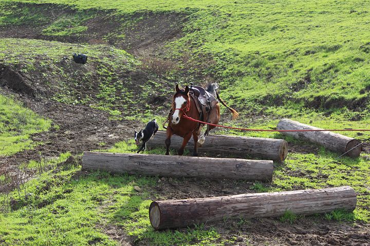 1+ Free Groundwork & Horses Images - Pixabay