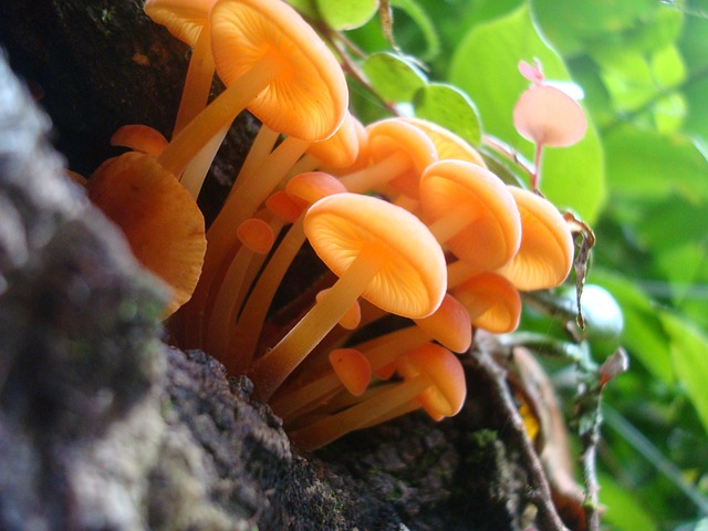 Naturel Les Champignons Orange - Photo gratuite sur Pixabay - Pixabay