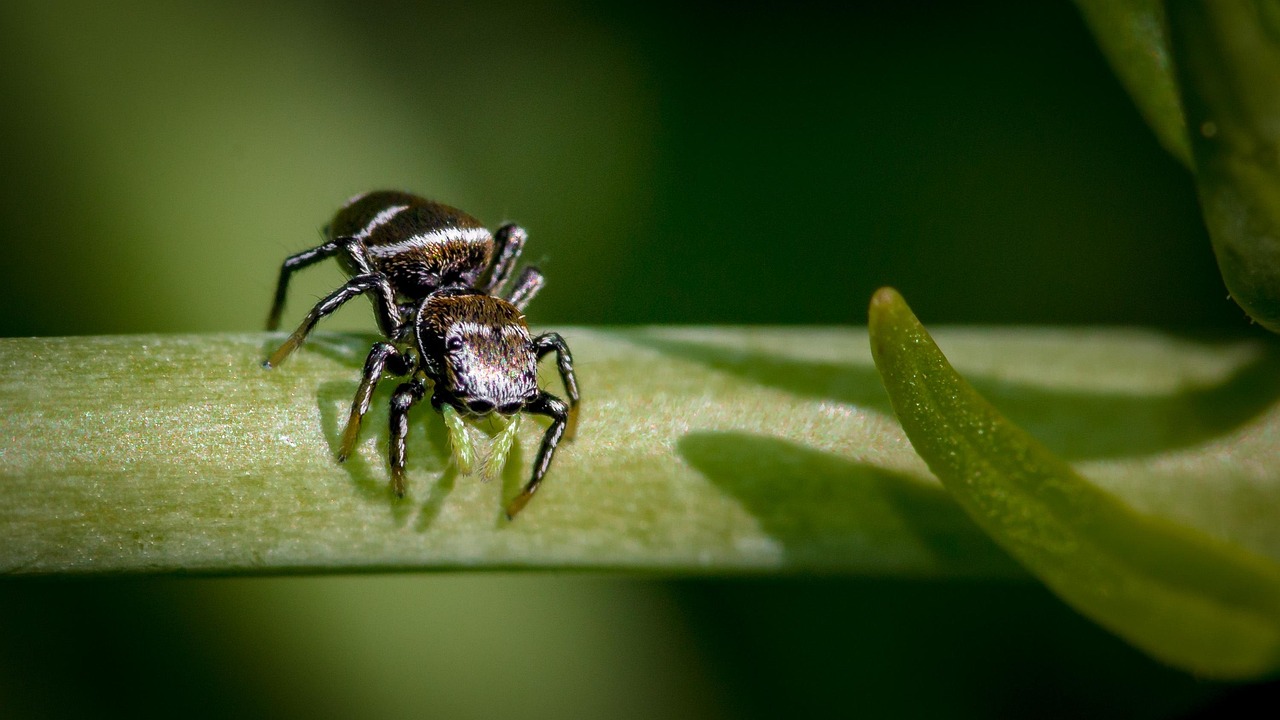 Araña Pequeño Cerrar Pequeña - Foto gratis en Pixabay