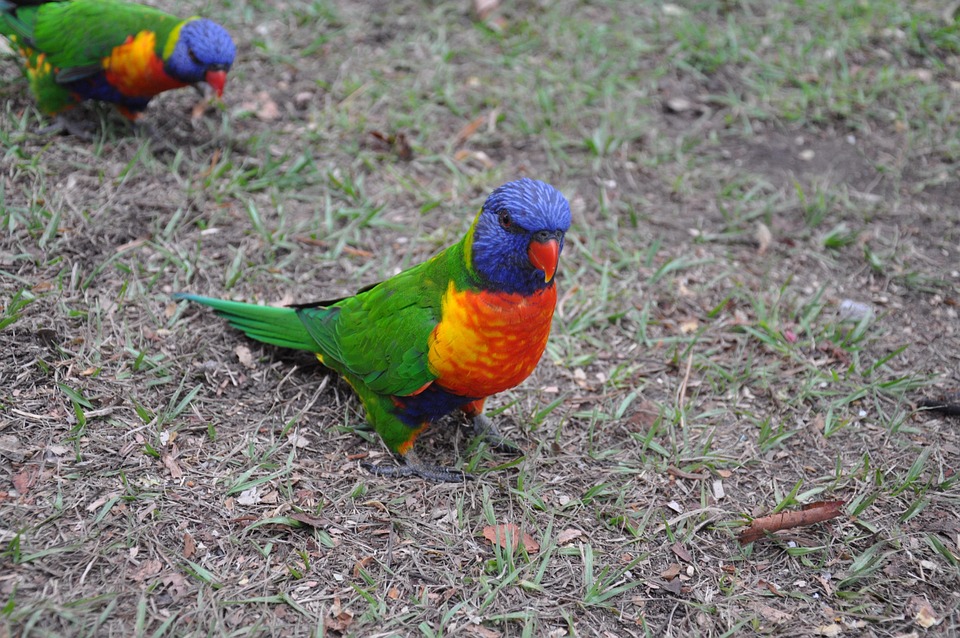 Papagai Las Aves Australia · Foto gratis en Pixabay