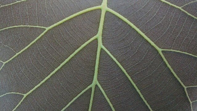 그레이 나뭇잎 Mesopodium Petiolus - Pixabay의 무료 사진 - Pixabay