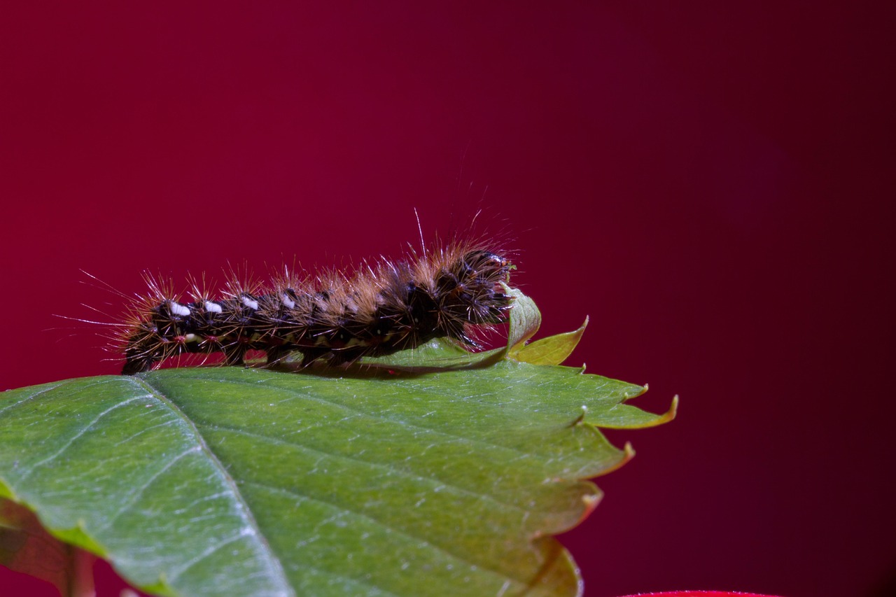 Caterpillar Wolf Down Macro - Free photo on Pixabay - Pixabay