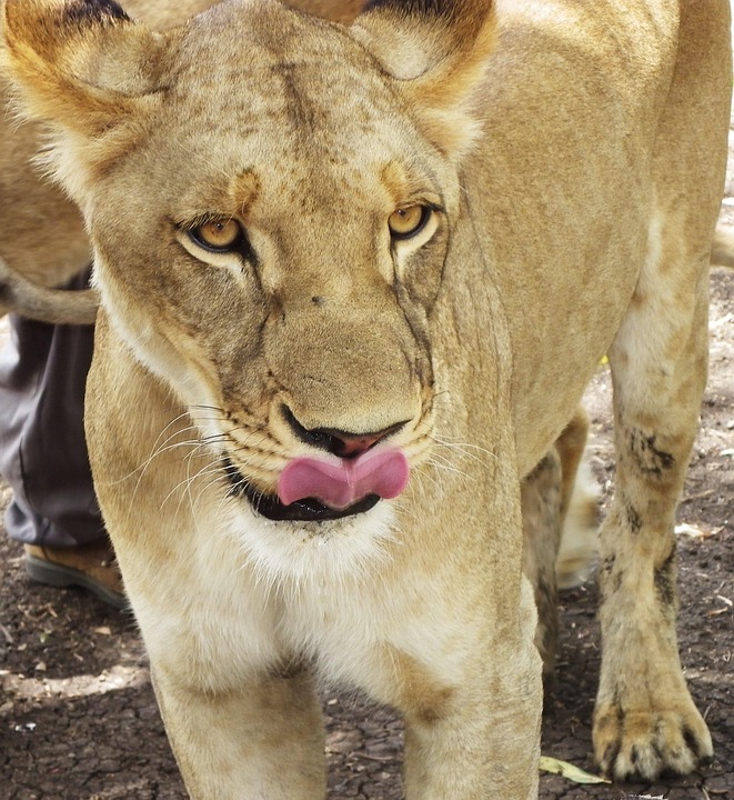 Lion Animal Faune - Photo gratuite sur Pixabay - Pixabay