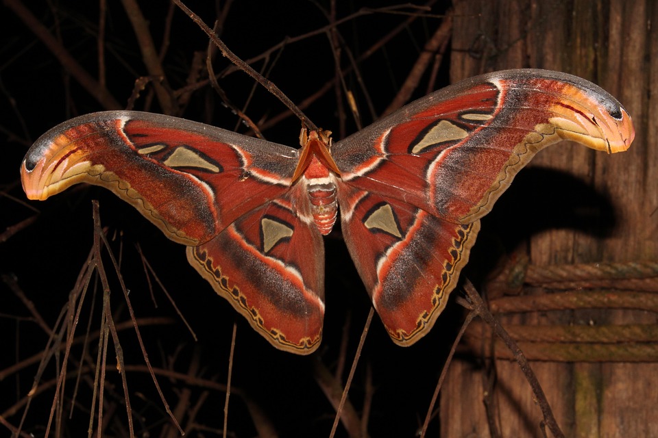 Papillon Géant Atlas - Photo gratuite sur Pixabay - Pixabay