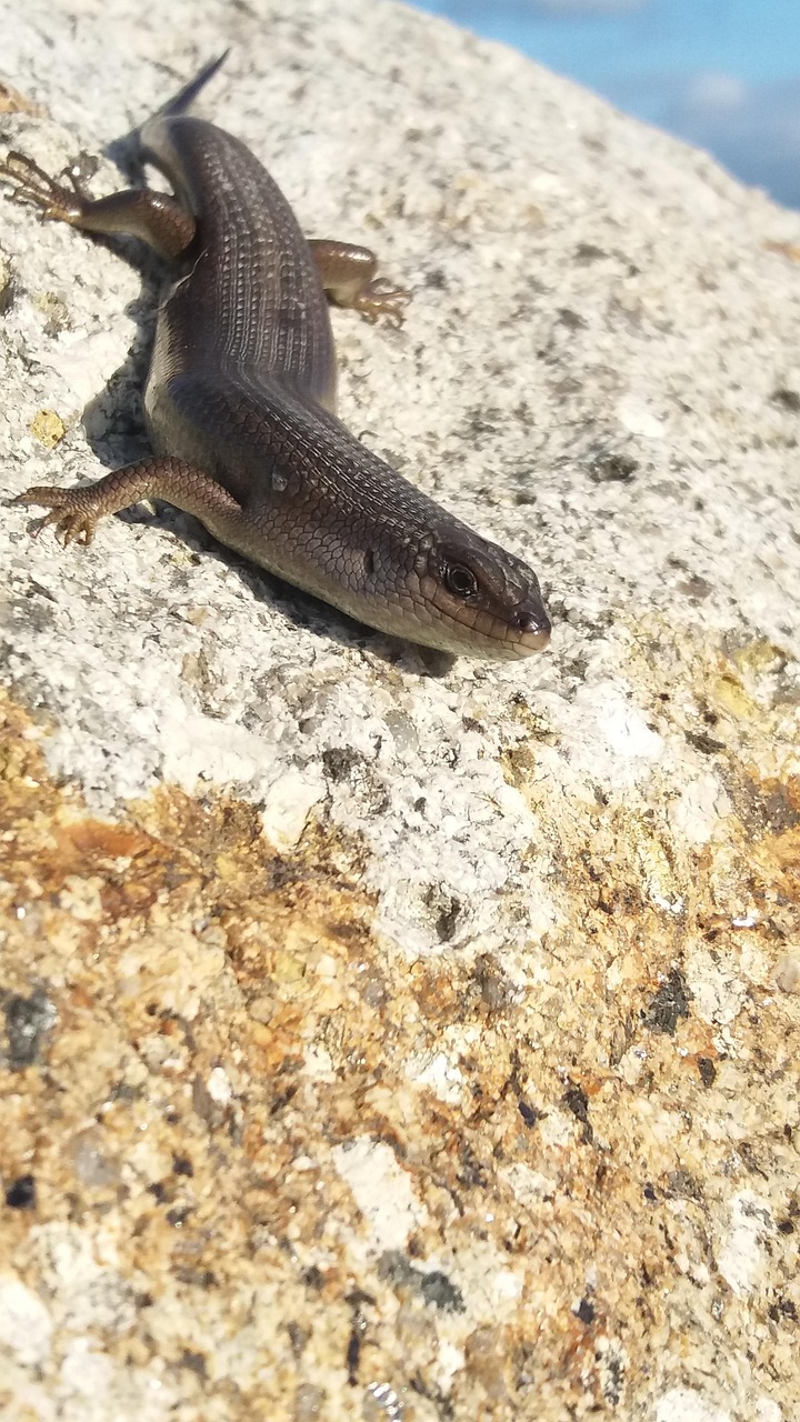 Skink Lizard South Africa - Free photo on Pixabay - Pixabay