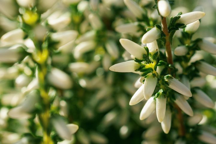 200+ kostenlose Erika & Heidekraut Fotos - Pixabay