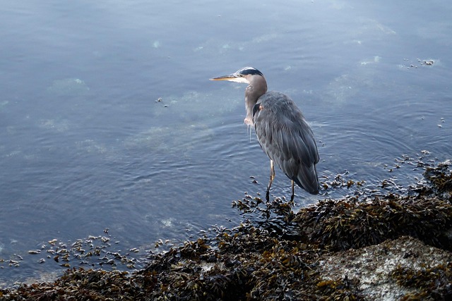Heron Grey Water Bird - Free photo on Pixabay - Pixabay