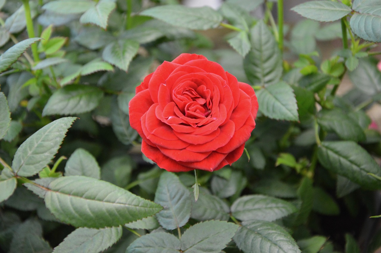 Mawar Merah Bunga Daun-Daun Hijau - Foto gratis di Pixabay - Pixabay