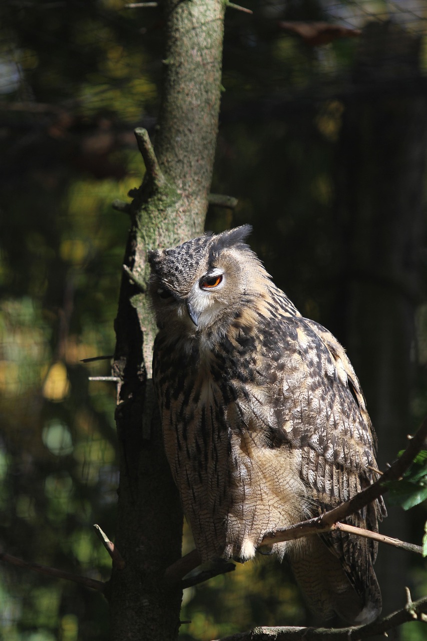 Barna Bagoly Uhu Raptor - Ingyenes fotó a Pixabay-en - Pixabay