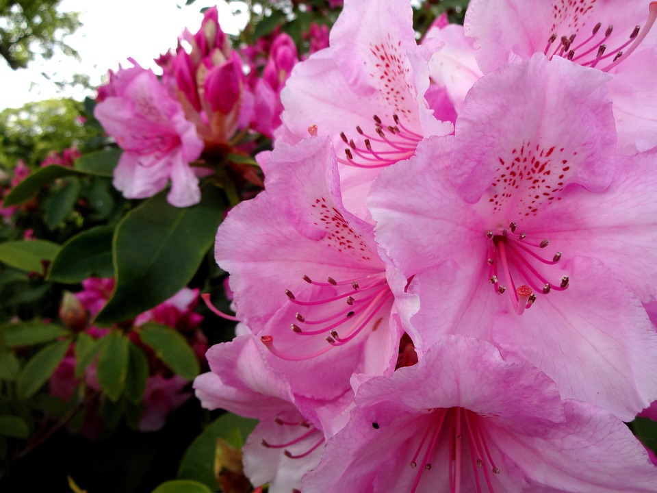 Rhodedendron Bunga Merah Muda - Foto gratis di Pixabay - Pixabay