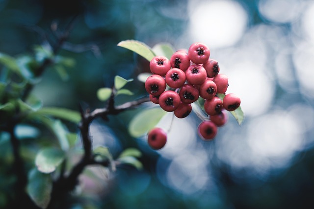 Berry Plant Fall - Free photo on Pixabay - Pixabay