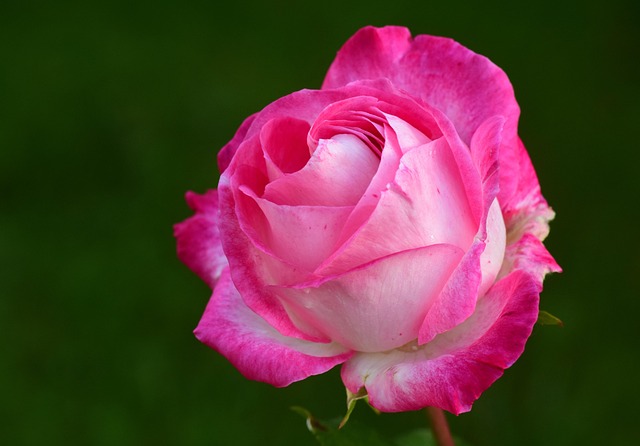 Pink Rose Petals Free Photo On Pixabay