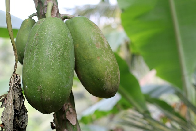 Papaya Close Up Fruit - Free photo on Pixabay
