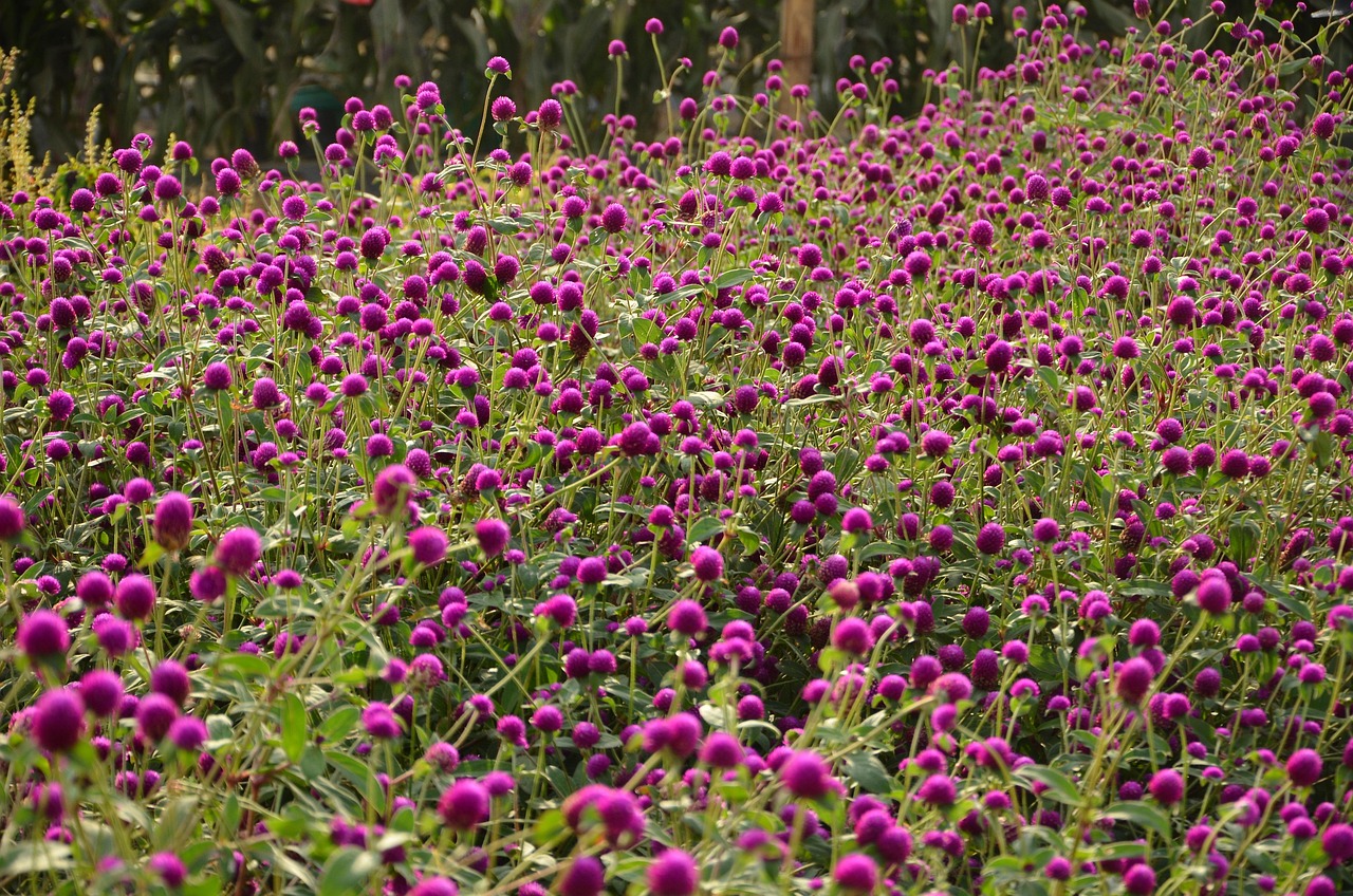 Gomphrena Flower Violet - Free photo on Pixabay