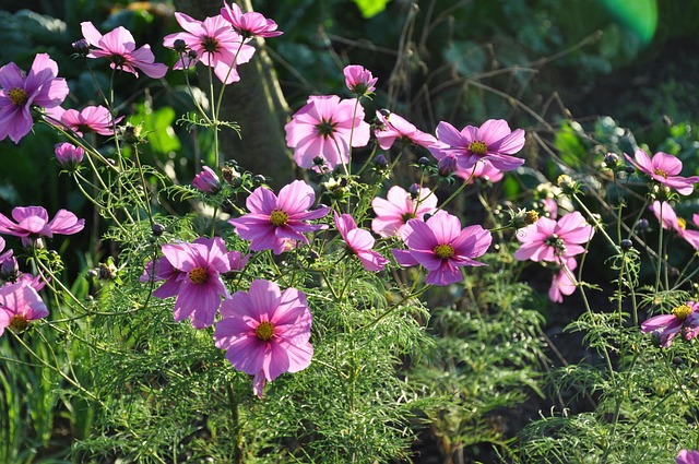 Cosmos Rose Nature Fleurs - Photo gratuite sur Pixabay - Pixabay